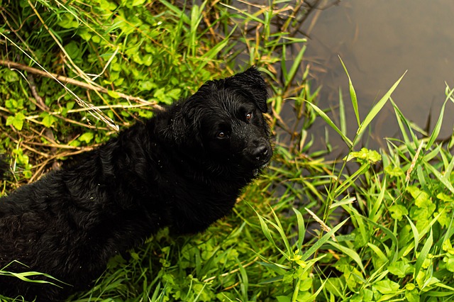 Anjing Anak Sungai Air - Foto gratis di Pixabay - Pixabay