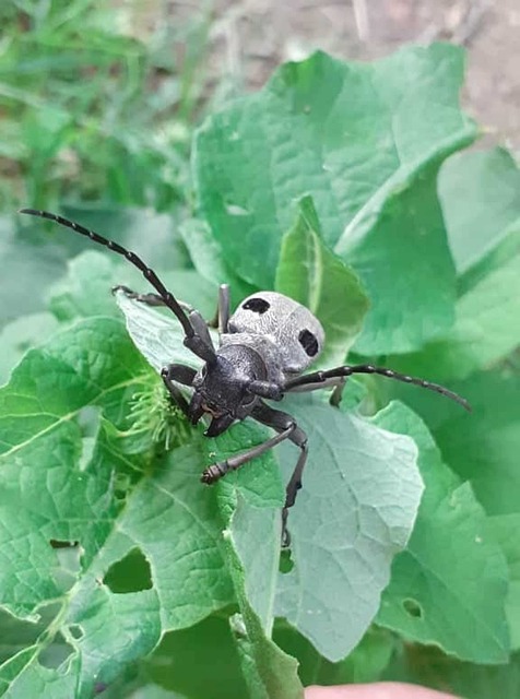 Insect Nature - Fotografie gratuită pe Pixabay
