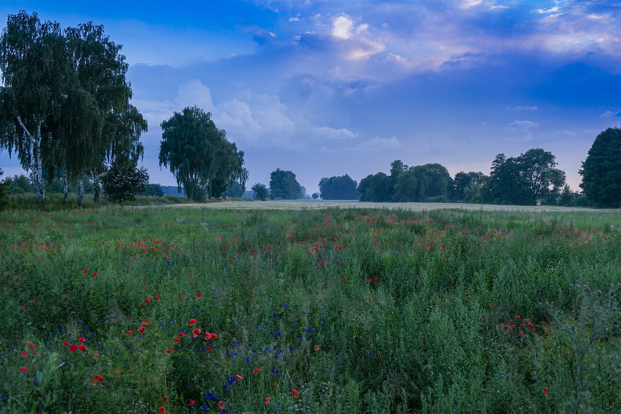 Landscape Meadow Sky - Free photo on Pixabay - Pixabay