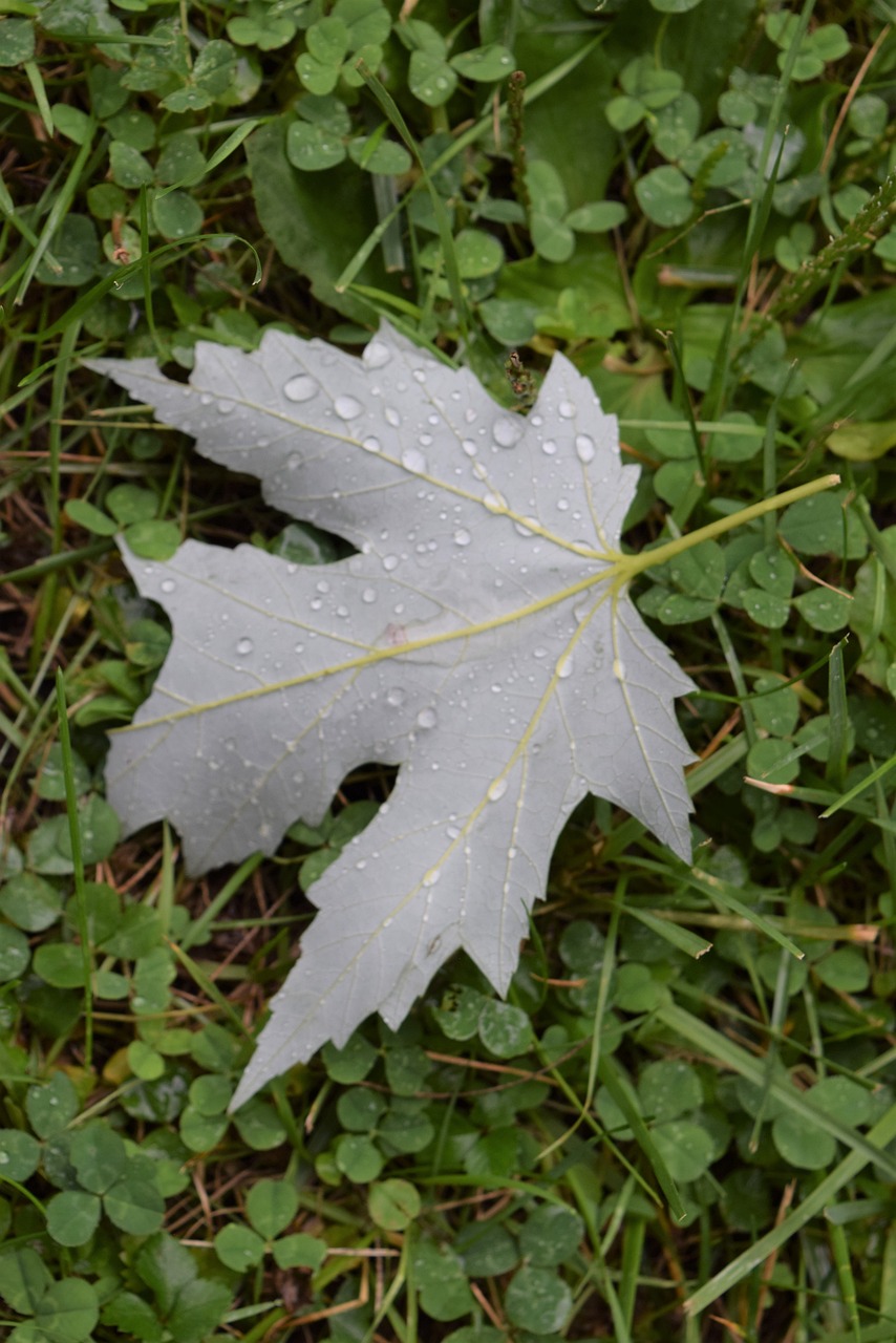 Fallendes Blatt Pflanze Natur Baum - Kostenloses Foto auf Pixabay - Pixabay