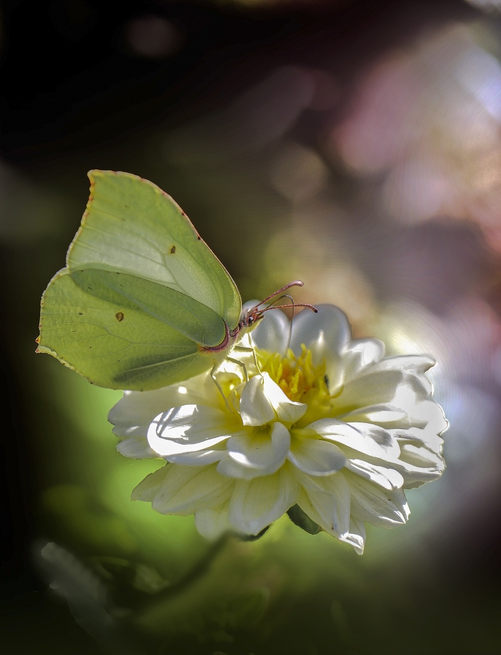 Kupu-Kupu Serangga Bunga - Foto gratis di Pixabay - Pixabay