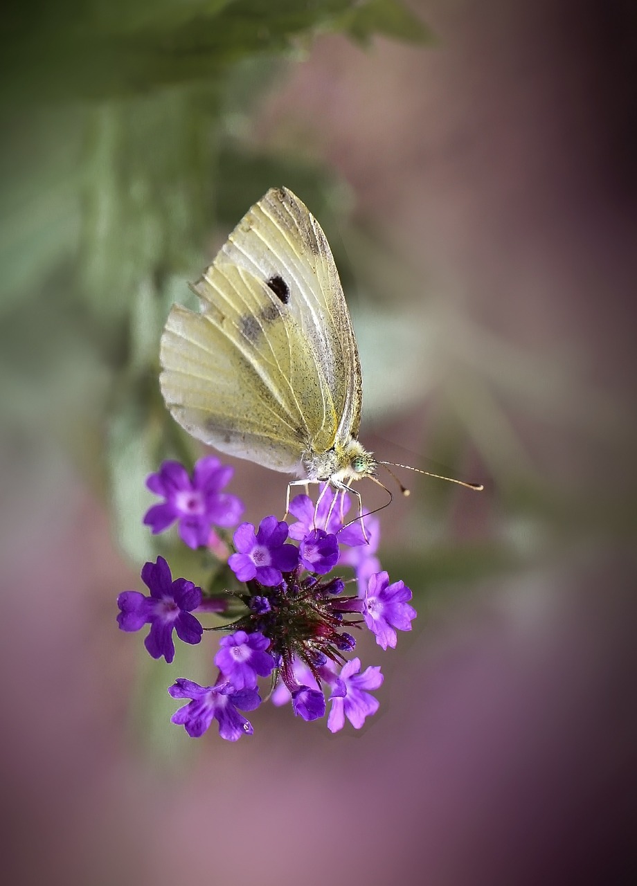 Papillon Insecte Scarabée - Photo gratuite sur Pixabay - Pixabay