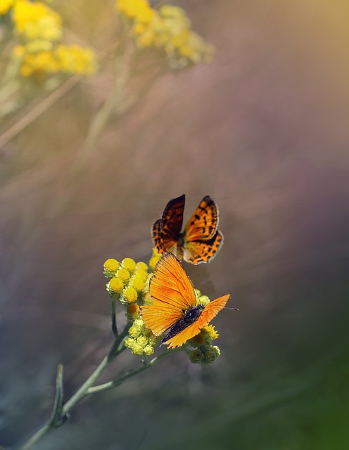 Butterfly Butterflies Insect - Free photo on Pixabay - Pixabay