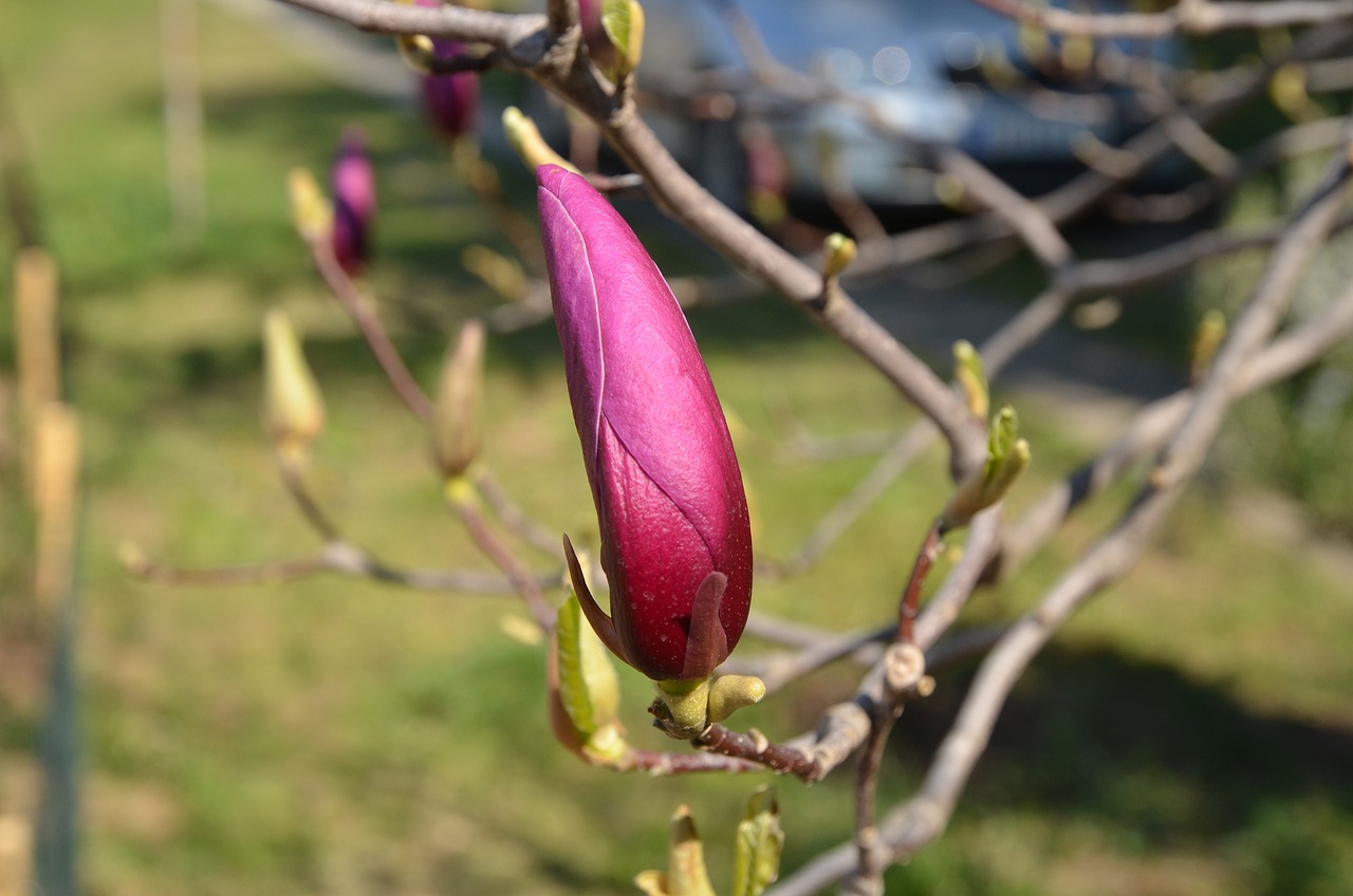 Bunga Magnolia Pohon - Foto gratis di Pixabay - Pixabay