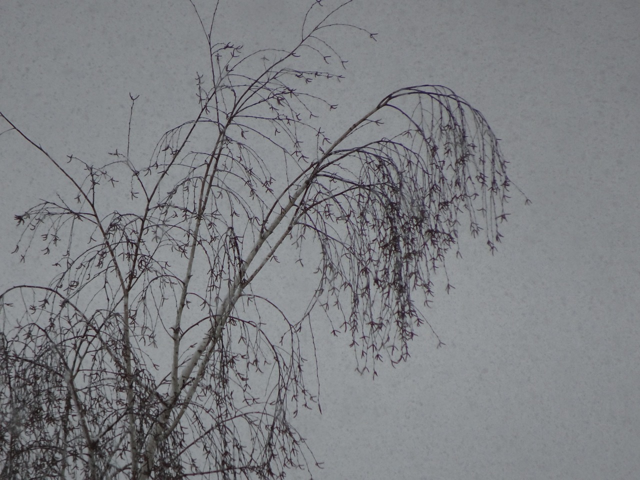 Arbre Branches Ambiance - Photo gratuite sur Pixabay - Pixabay