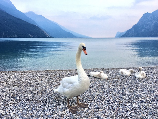 Swan Water Bird Feathers - Free photo on Pixabay