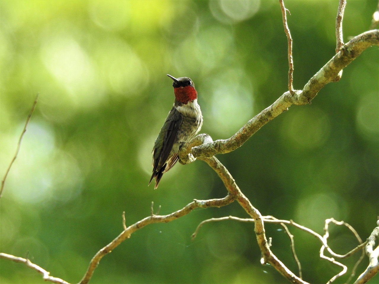 3,000+ Free Ruby Throated Hummingbird & Hummingbird Photos - Pixabay