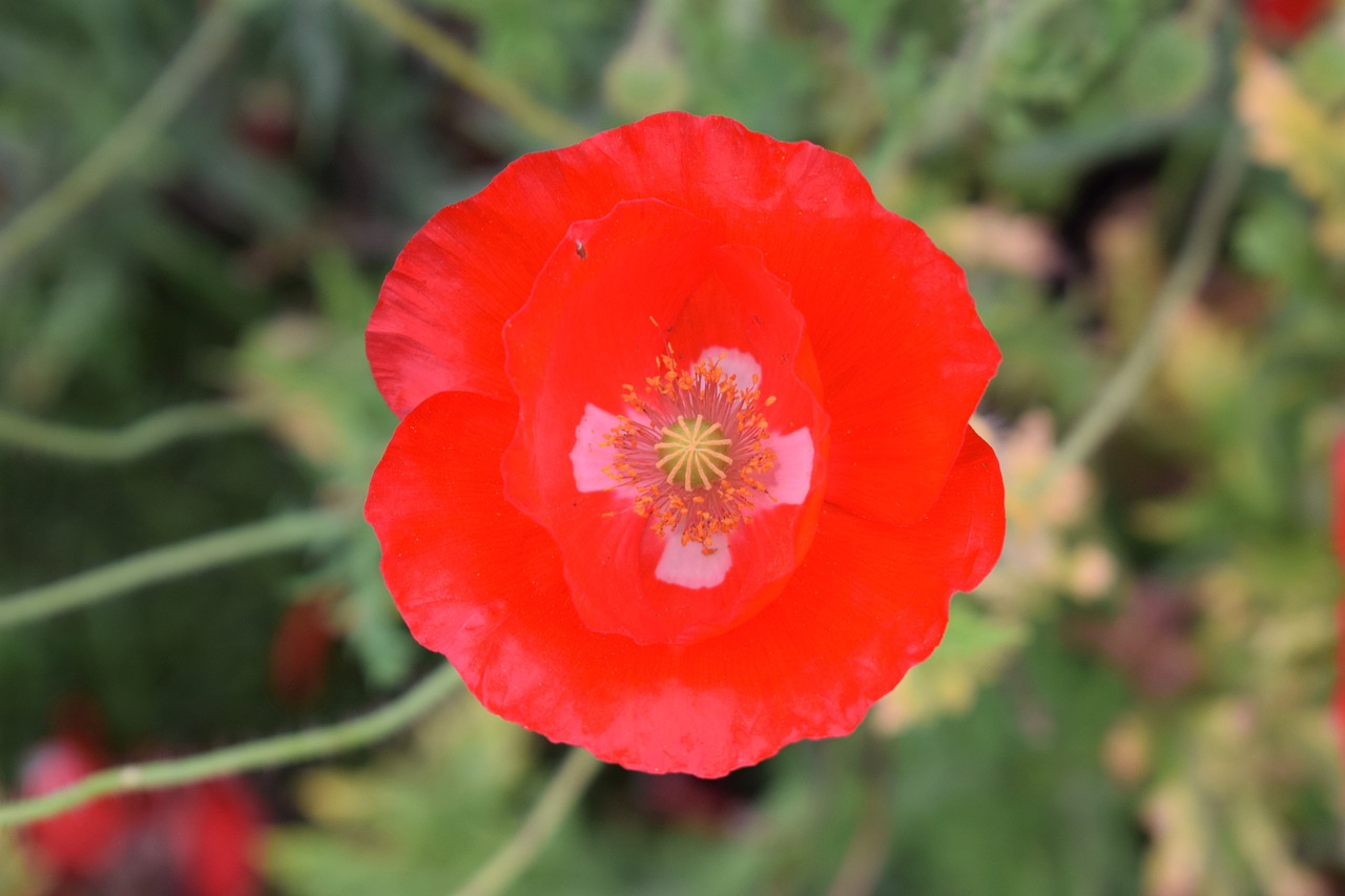 Anemone Flower Plant Red - Free photo on Pixabay