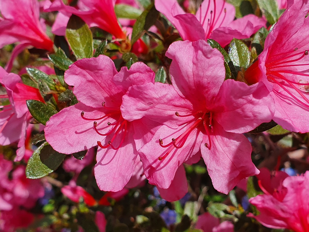 Blüte Blume Flower - Free photo on Pixabay - Pixabay