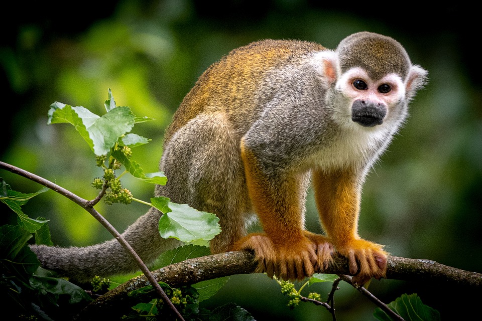 Mono Primate Árbol - Foto gratis en Pixabay - Pixabay