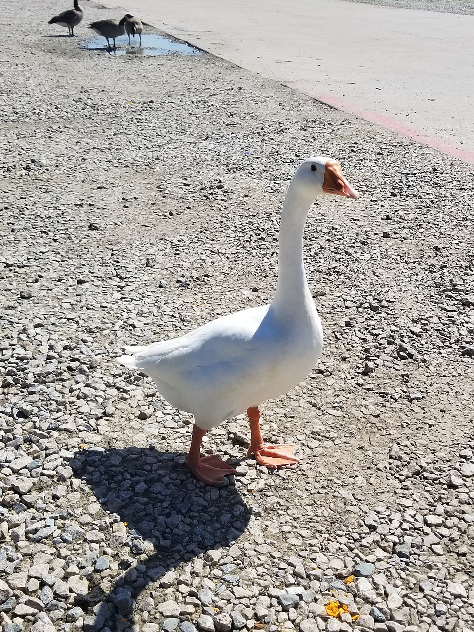 Ducks Nature - Free photo on Pixabay - Pixabay