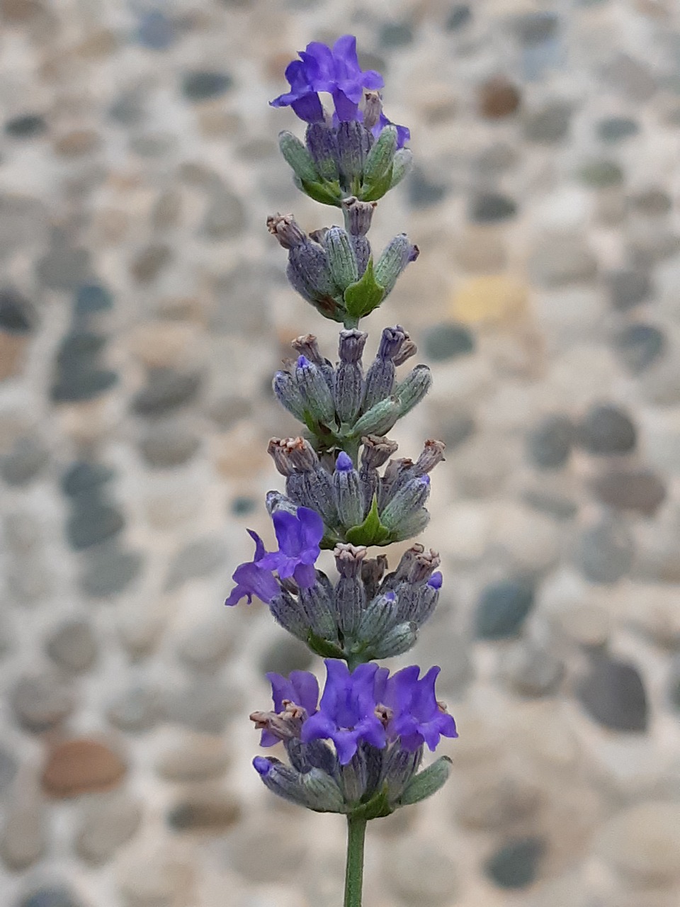 Flor Lavanda Natureza - Foto gratuita no Pixabay - Pixabay