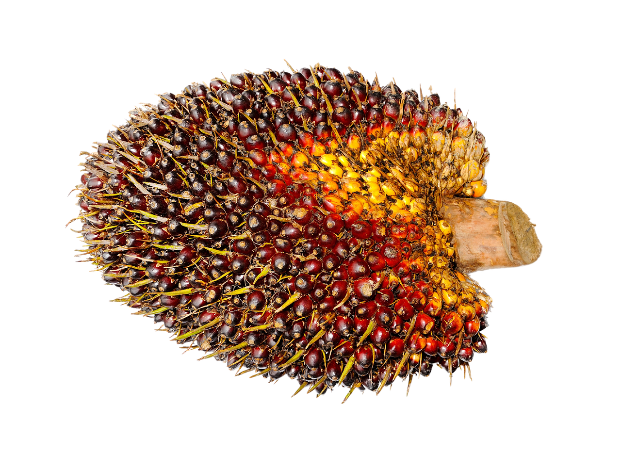 Palme Pflanze - Kostenloses Bild auf Pixabay - Pixabay