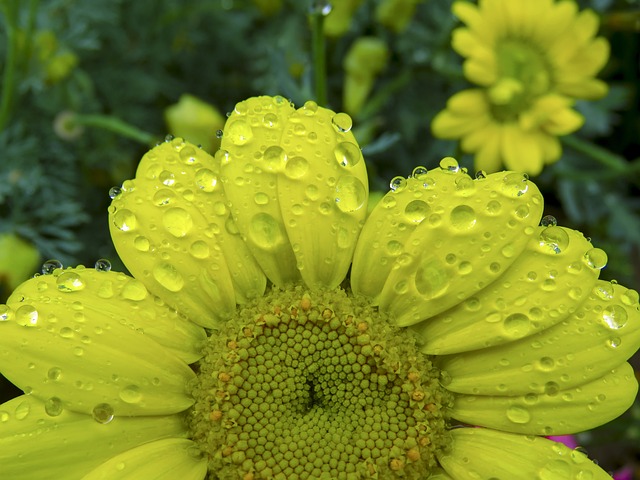 Flower Chrysanthemum Petals - Free photo on Pixabay