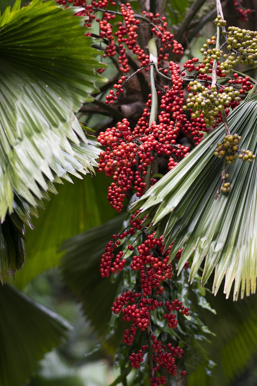 Flores Areca-Flor Árvore - Foto gratuita no Pixabay - Pixabay