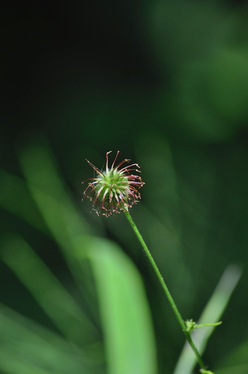 Peste 200 de imagini gratuite cu Catel și Natura - Pixabay