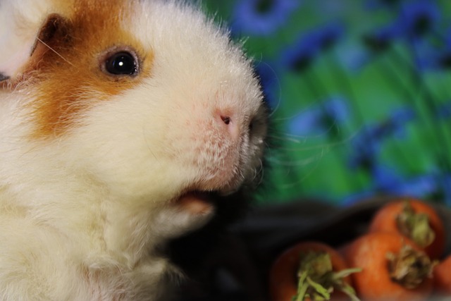 Cavia Guinea Pig Satwa Hewan - Foto gratis di Pixabay - Pixabay