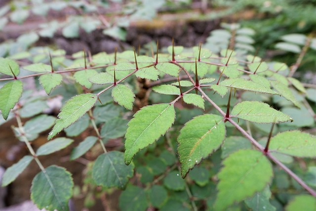 Leaves Foliage Spikes - Free photo on Pixabay