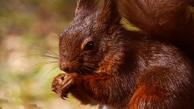 Animal Squirrel Nature - Free photo on Pixabay - Pixabay