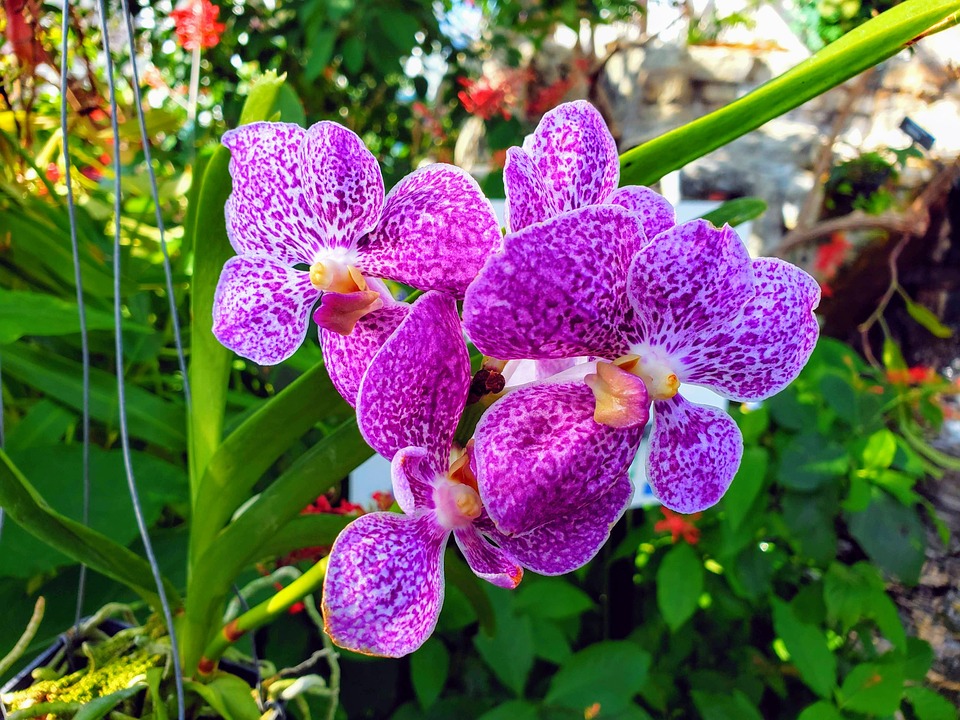 Orchidée Fleur Jardins Botaniques - Photo gratuite sur Pixabay - Pixabay