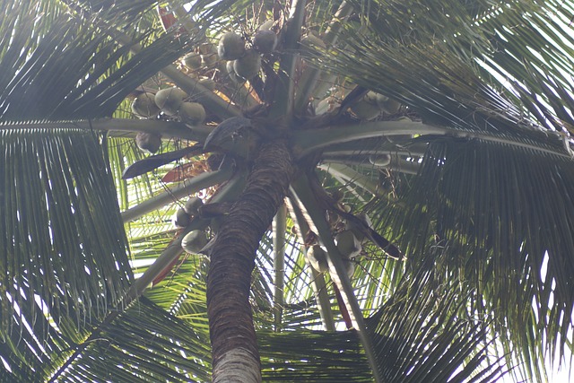 Coconut Tree Top - Free photo on Pixabay - Pixabay