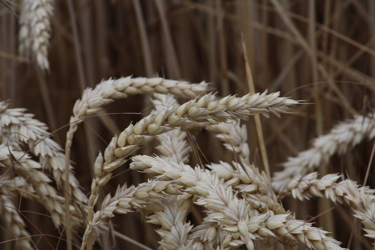 Wheat Field Crops - Free photo on Pixabay - Pixabay Wheat Field Crops - Free photo on Pixabay - Pixabay