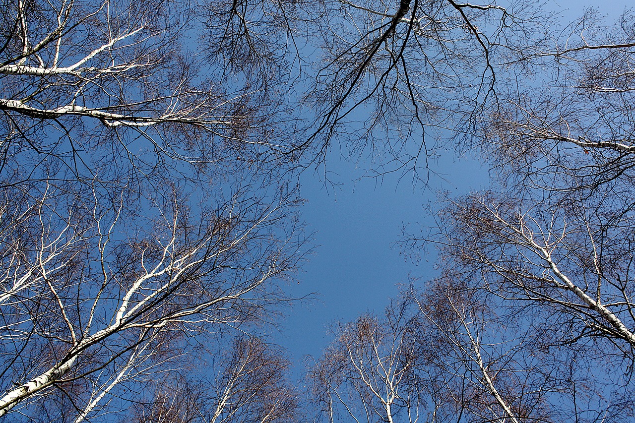 Trees Branches Forest - Free photo on Pixabay - Pixabay