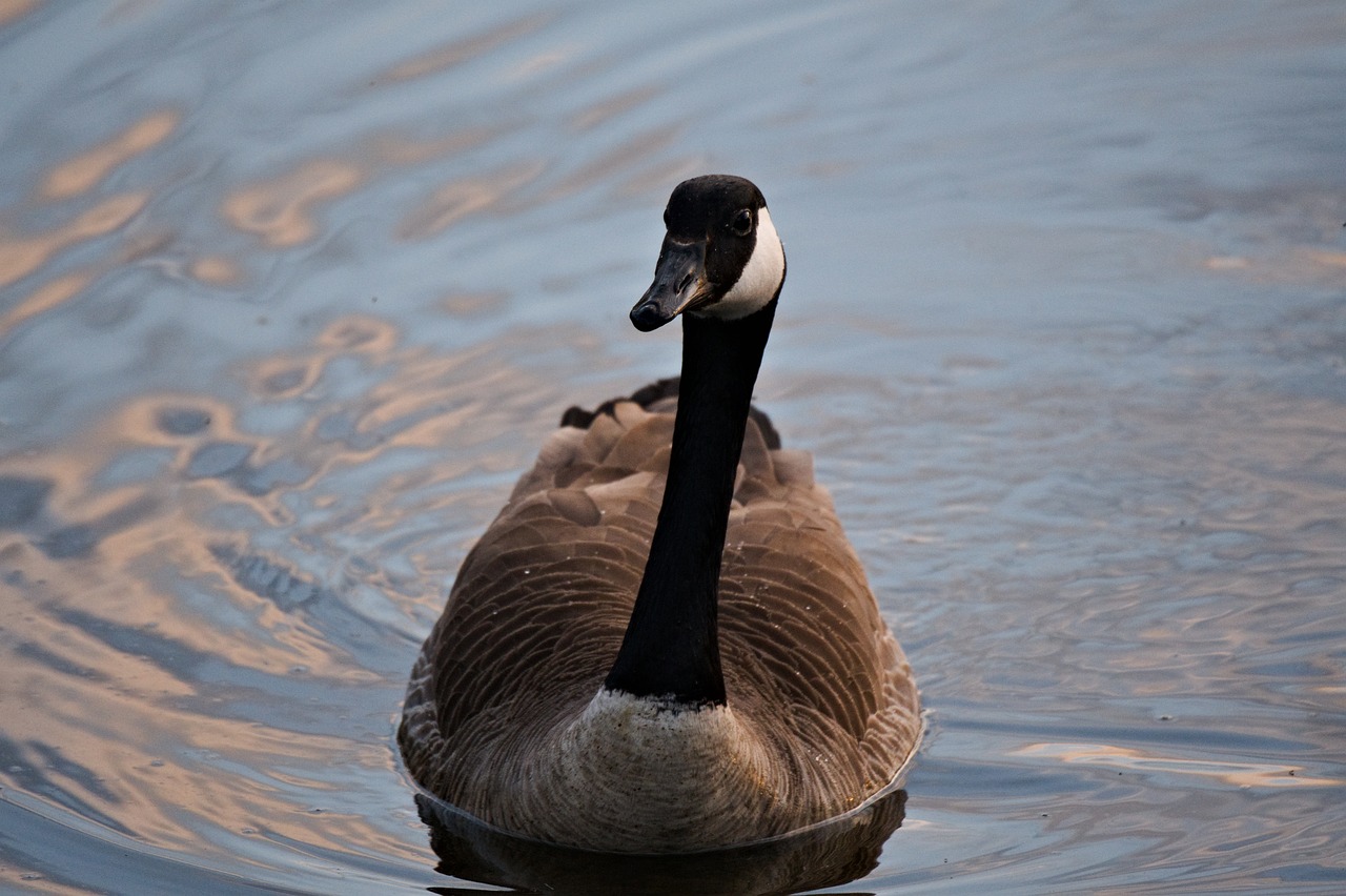 Gans Vogel Schnabel - Kostenloses Foto auf Pixabay - Pixabay