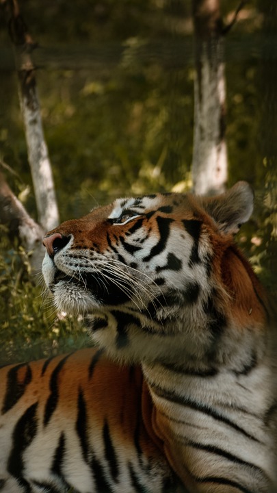 Tiger Cat Feline - Free photo on Pixabay - Pixabay