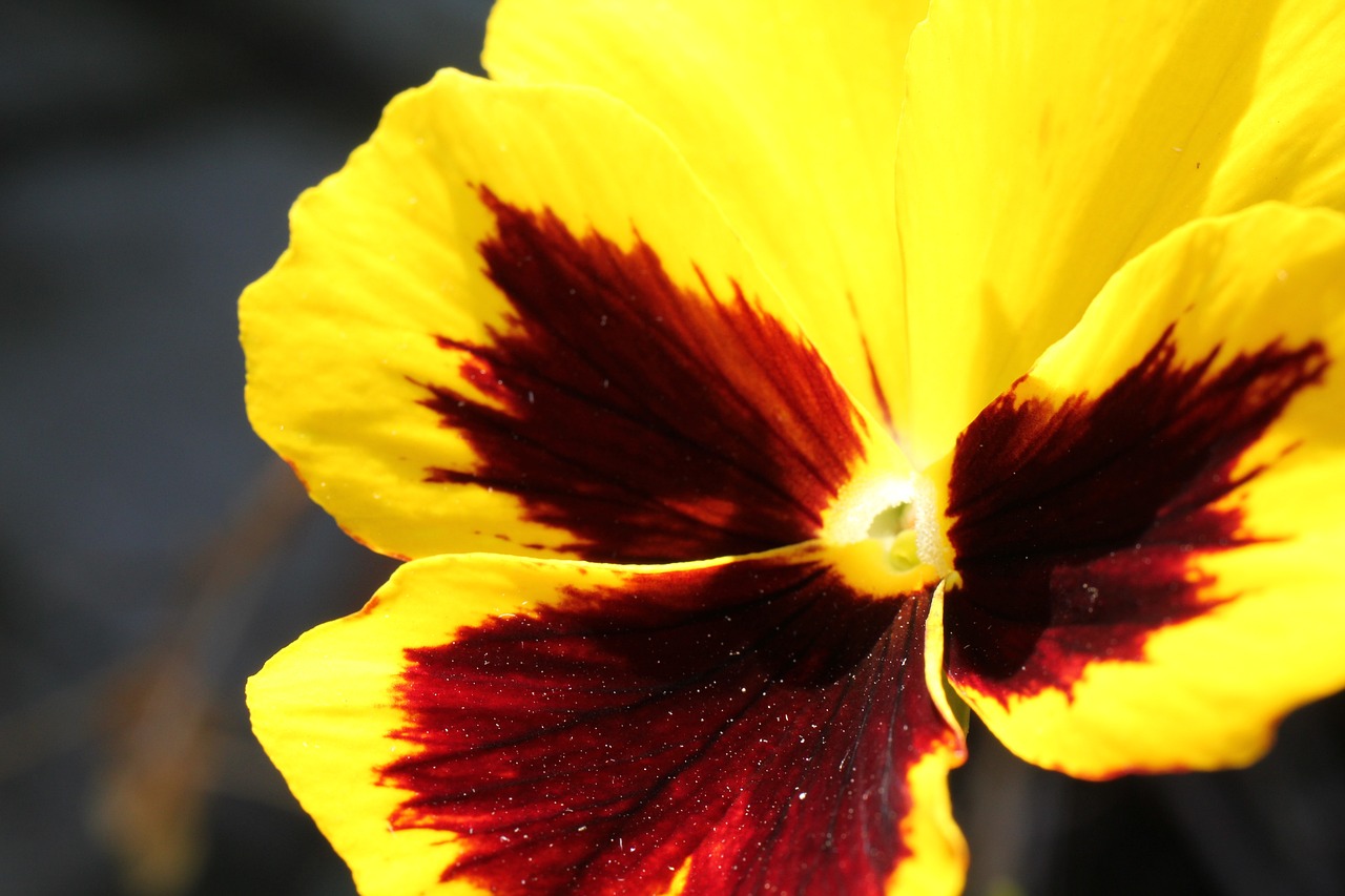 Blomst Stedmoderblomst Kronblade - Gratis foto på Pixabay
