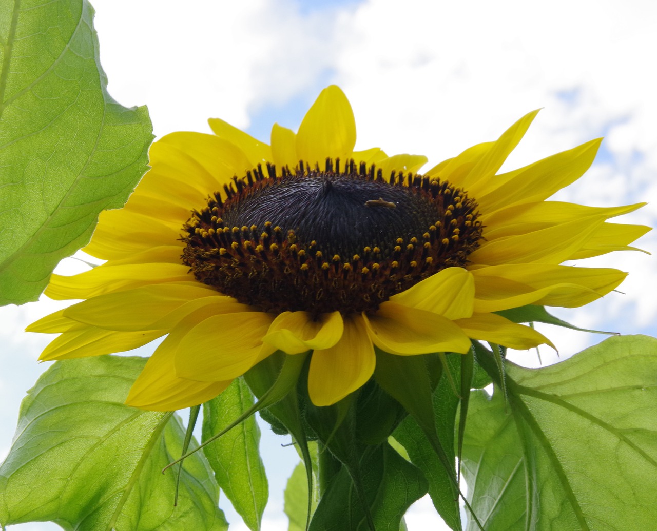 Sunflower Petals Leaves - Free photo on Pixabay - Pixabay