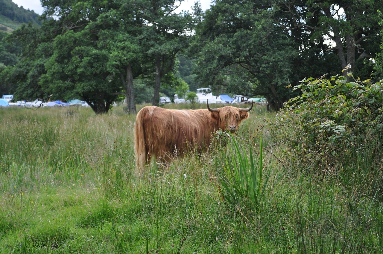 Vache Nature Animal - Photo gratuite sur Pixabay - Pixabay