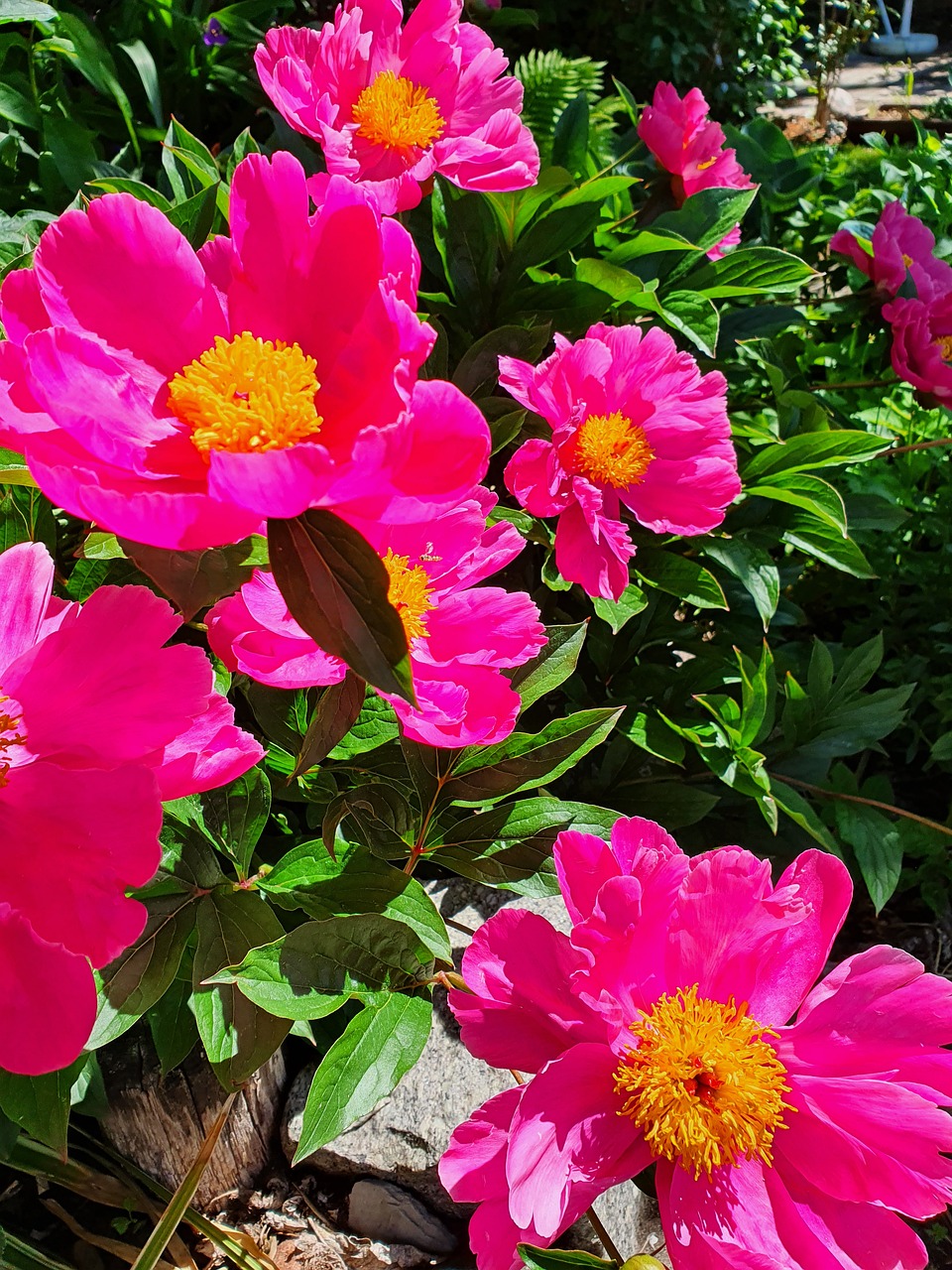 Blume Flower Nature - Free photo on Pixabay - Pixabay