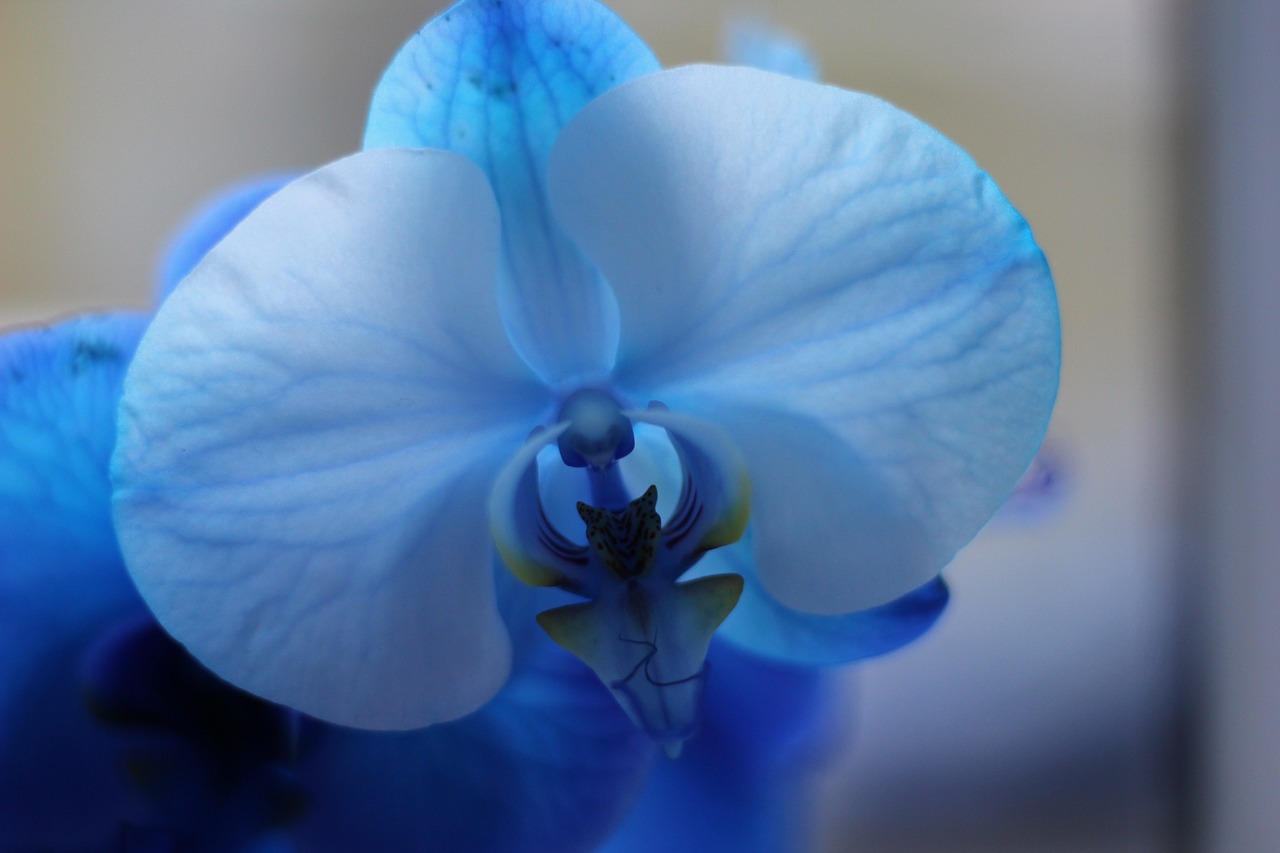 Orchidée Fleur Bleu - Photo gratuite sur Pixabay - Pixabay