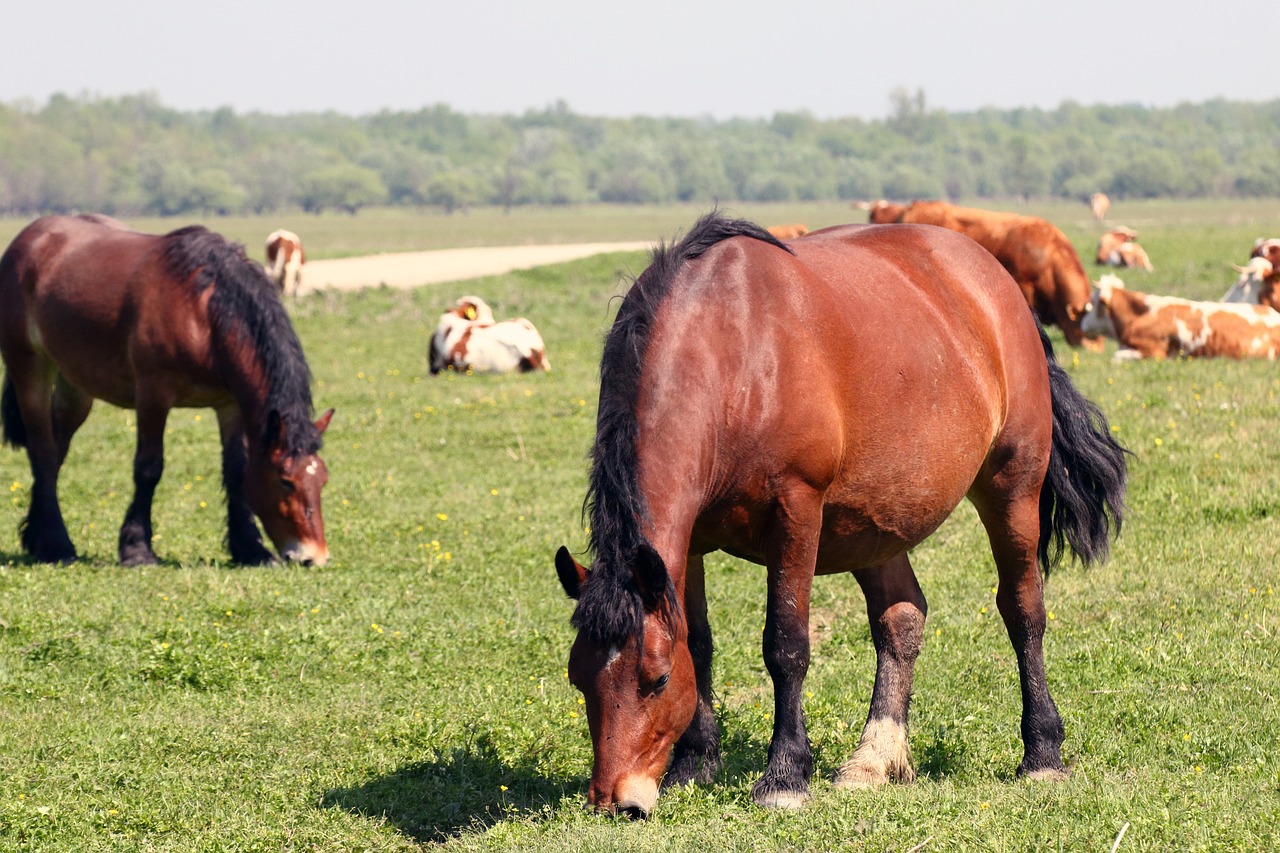 Horses Pasture Animals - Free photo on Pixabay - Pixabay