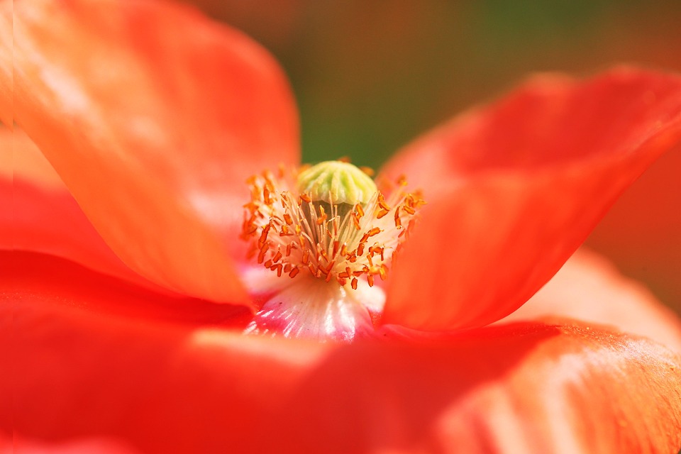 Micro Natural Ecology Red Petals - Free photo on Pixabay - Pixabay