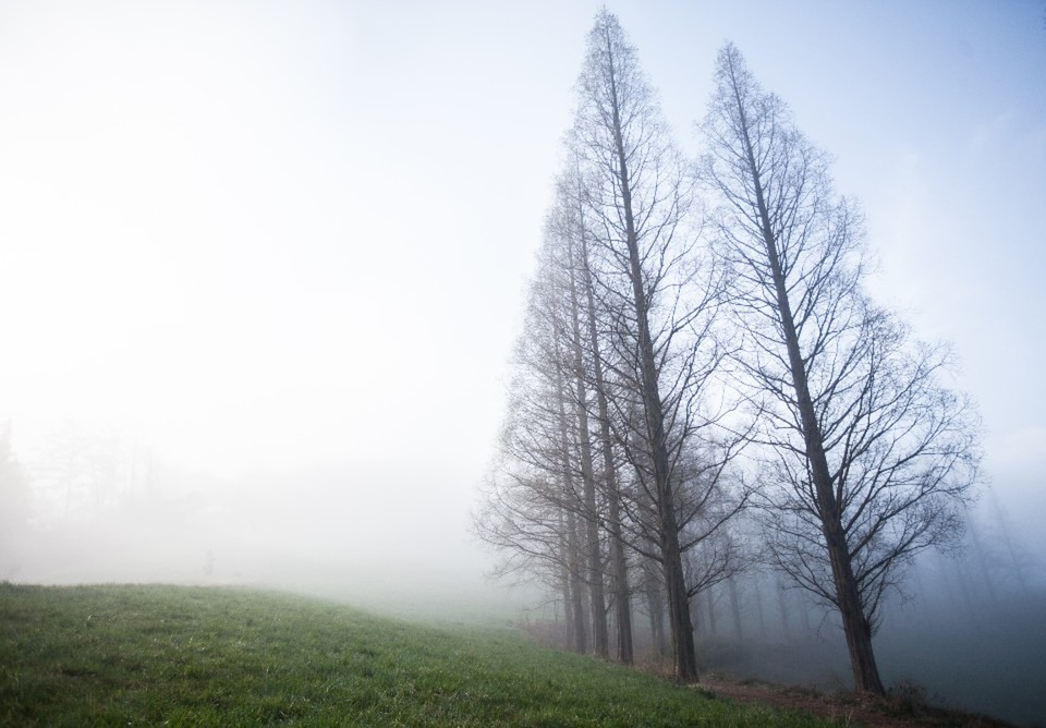 Des Arbres Branches Sur Le Terrain - Photo gratuite sur Pixabay - Pixabay