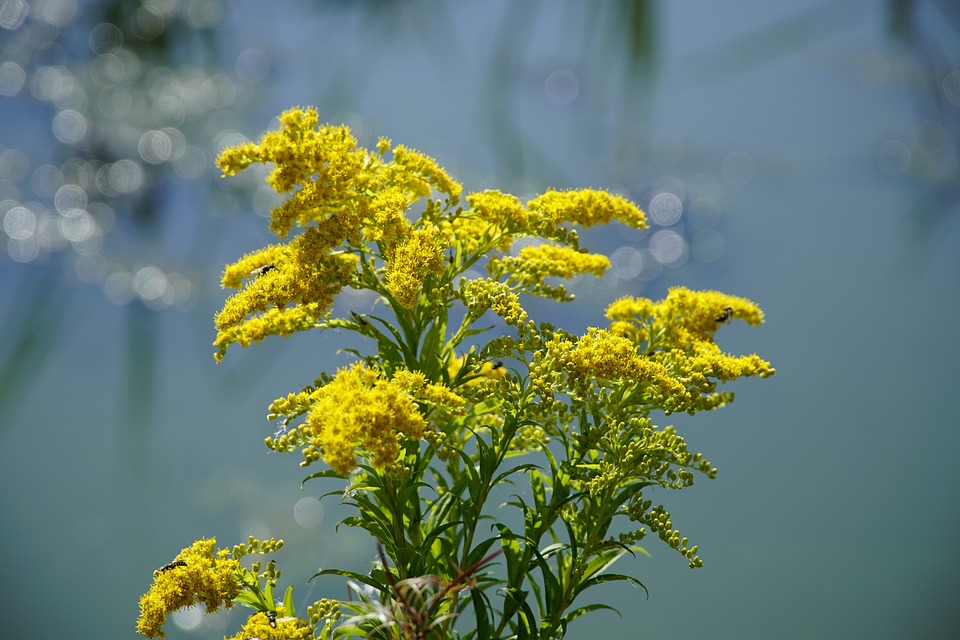 Solidago Goldenrod Plant - Free photo on Pixabay
