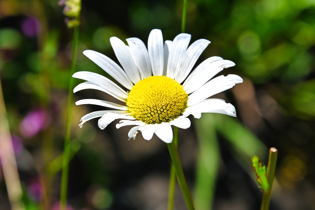 Flower Petals Stem - Free photo on Pixabay