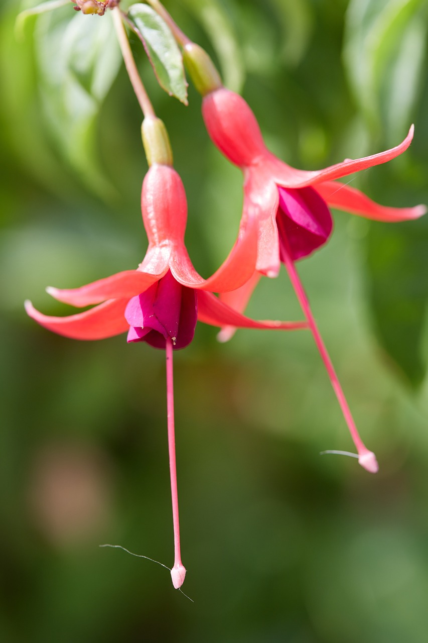 Flowers Petals Plants - Free photo on Pixabay - Pixabay