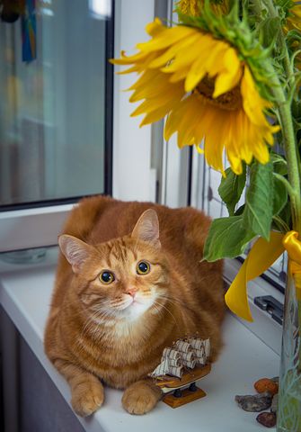 Plus de 700 photos gratuites de Minou et de Chat