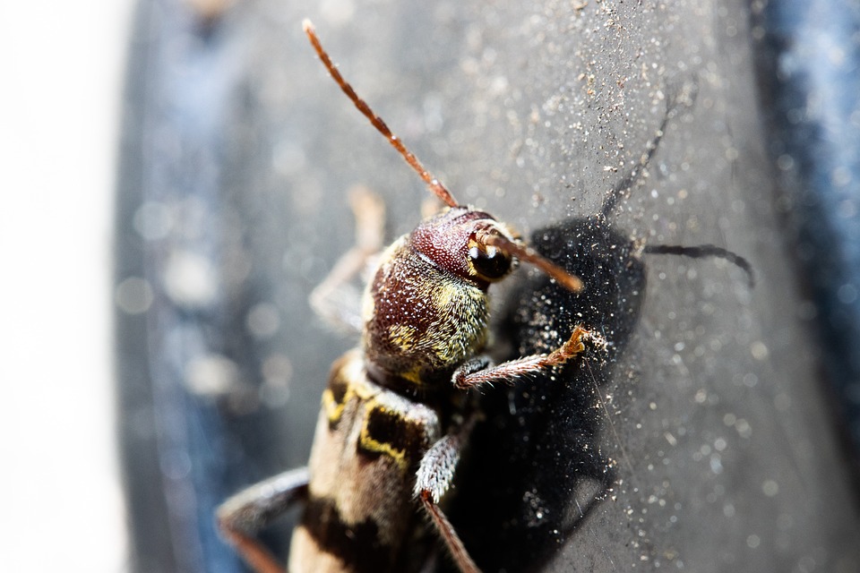 Bug Insect Antennae - Free photo on Pixabay - Pixabay