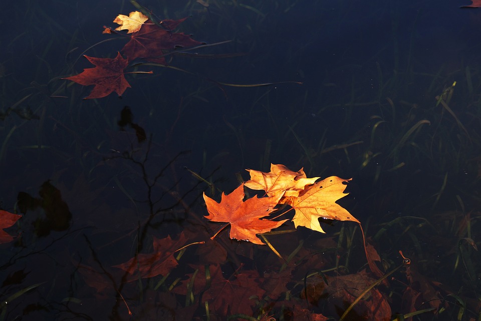 Leaves River Maple - Free photo on Pixabay - Pixabay