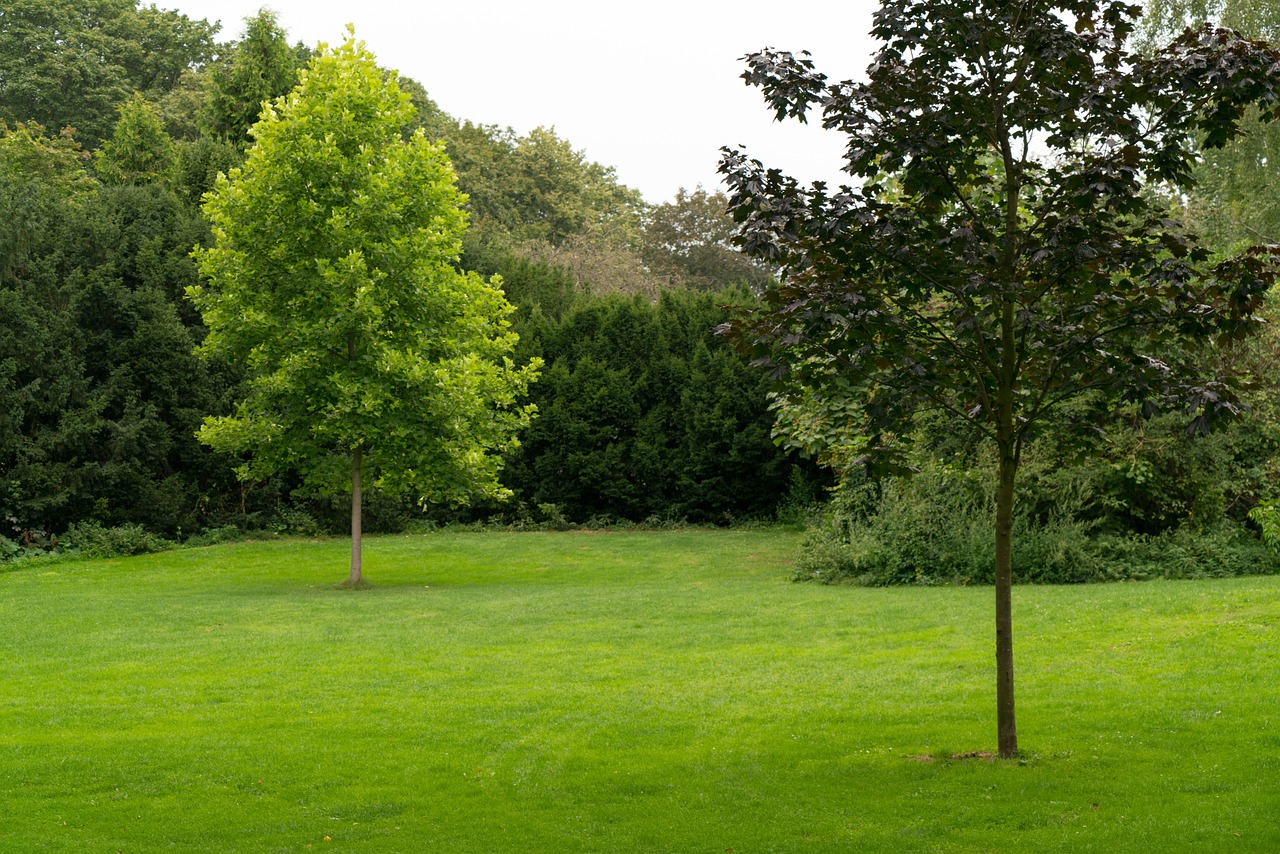 Bosque Verde Pasto - Foto gratis en Pixabay - Pixabay