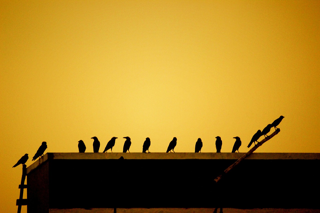 Group Of Birds Crow - Free photo on Pixabay