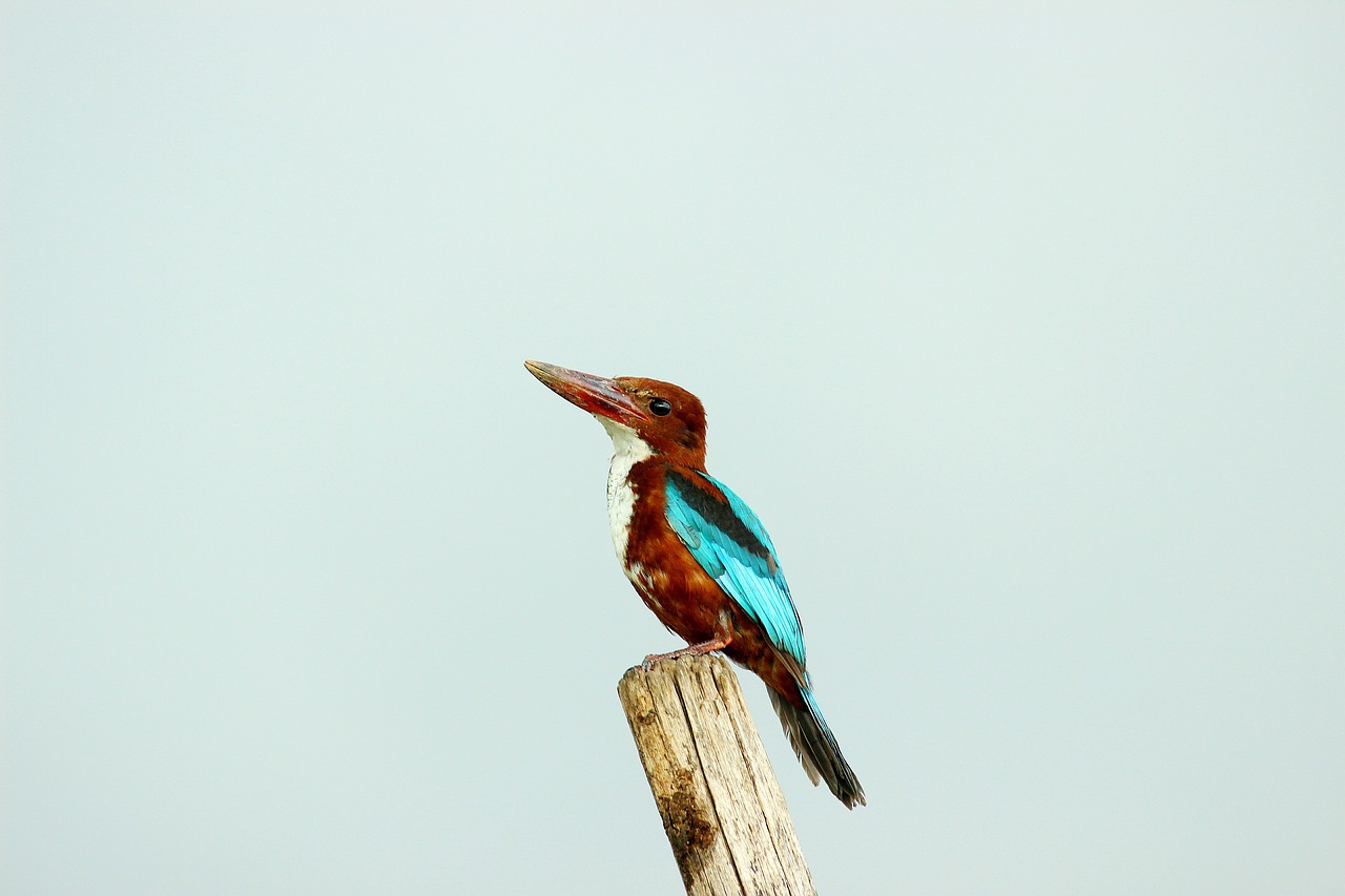 Pivert Oiseau Nature - Photo gratuite sur Pixabay - Pixabay