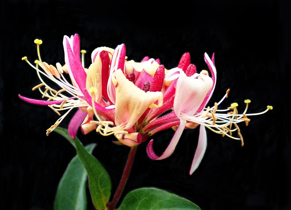Flower Honeysuckle Climbing - Free photo on Pixabay