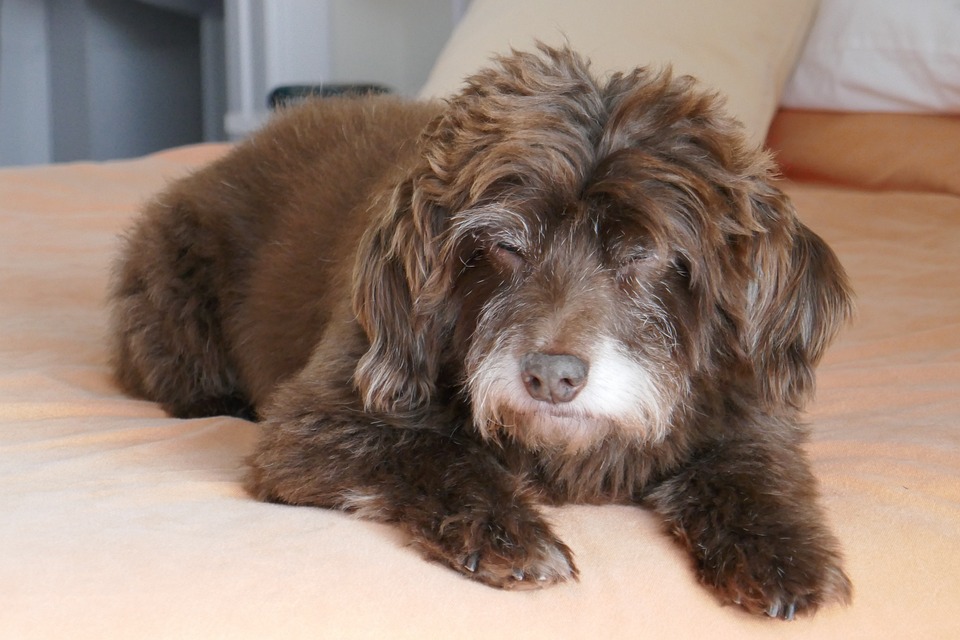 Sleepy Dog On The Free Photo On Pixabay Pixabay