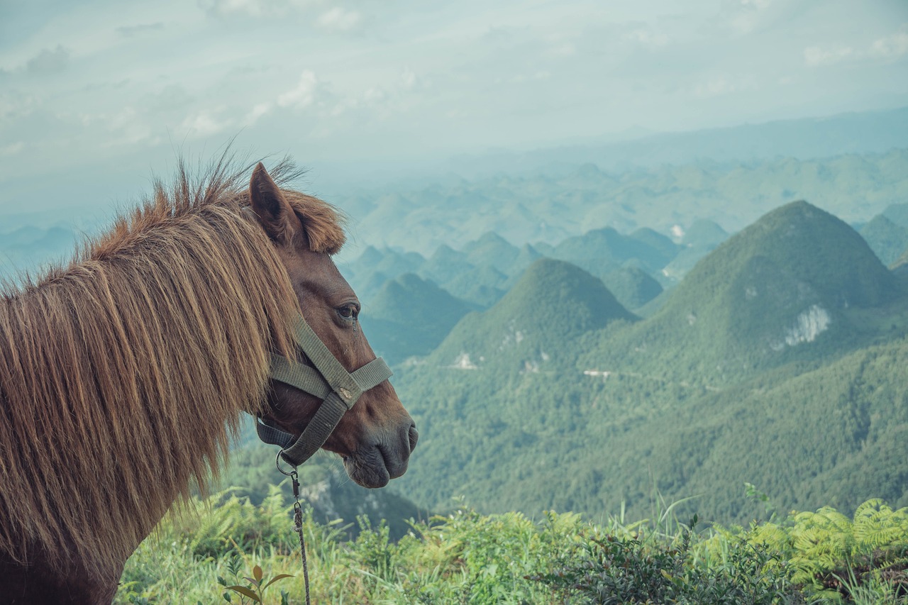 Cavalo Equino Juba - Foto gratuita no Pixabay - Pixabay