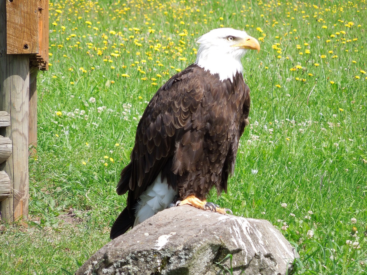 Aigle La Nature Oiseau Pygargue À - Photo gratuite sur Pixabay - Pixabay